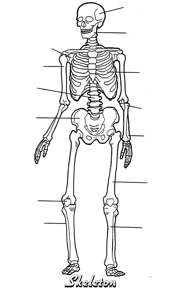 Label The Human Skeleton Worksheet